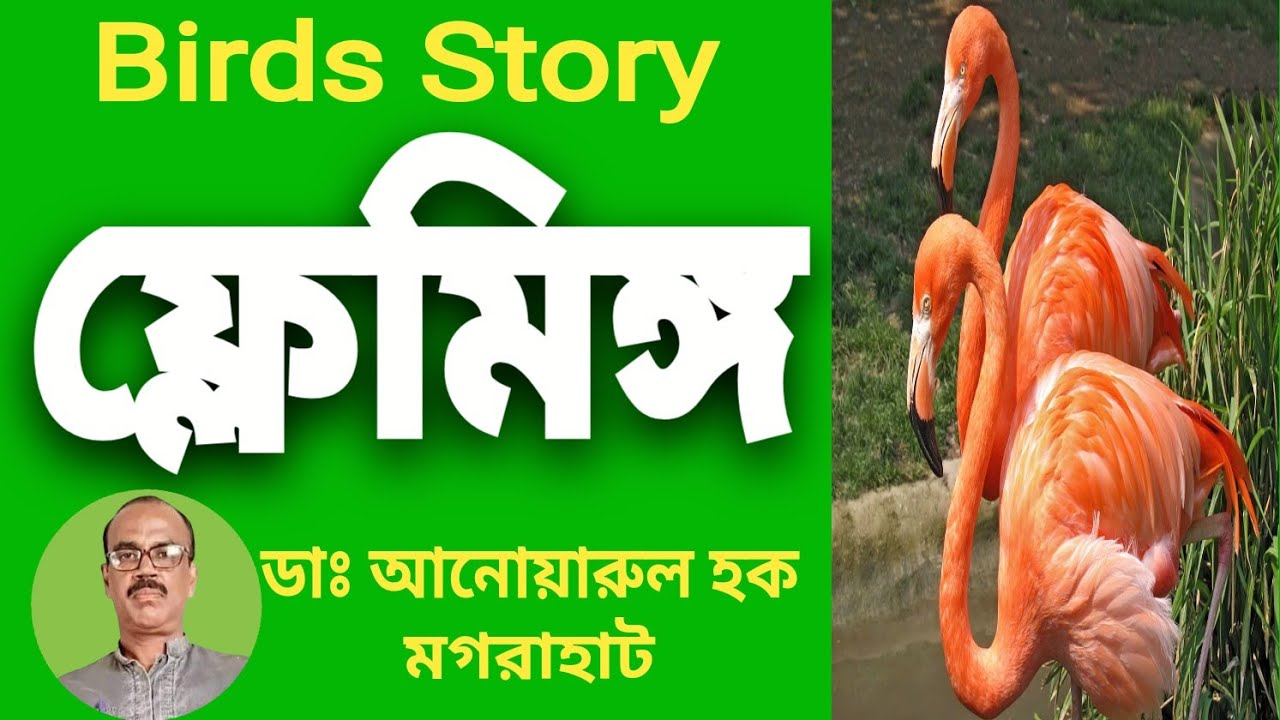 Bengali Birds Story of Flemingo. Dr.Anwarul Hoque. Magrahat - YouTube