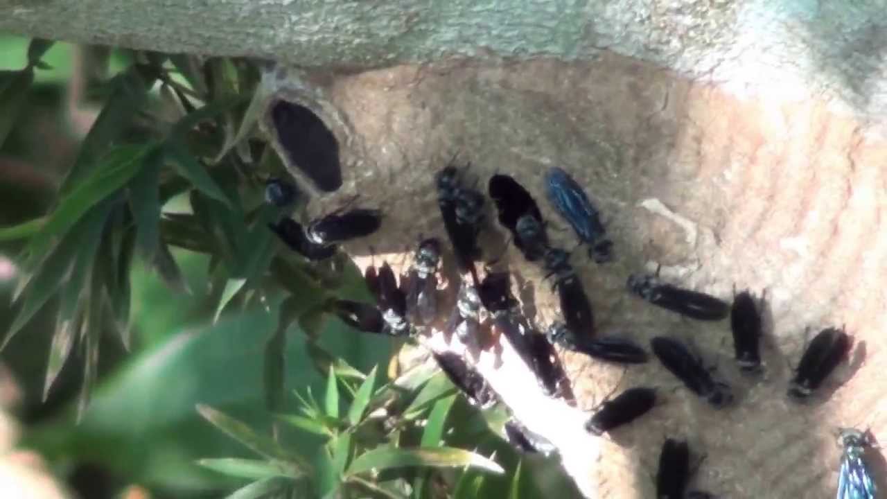 MARIMBONDO-TATU, CABATATU (SYNOECA CYANEA), IRINA, VESPA-TATU, VESPA ...