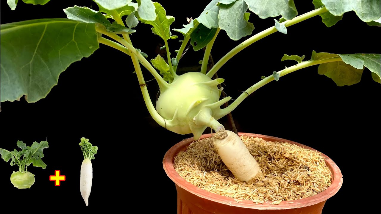 Grafting white radish with kohlrabi - YouTube