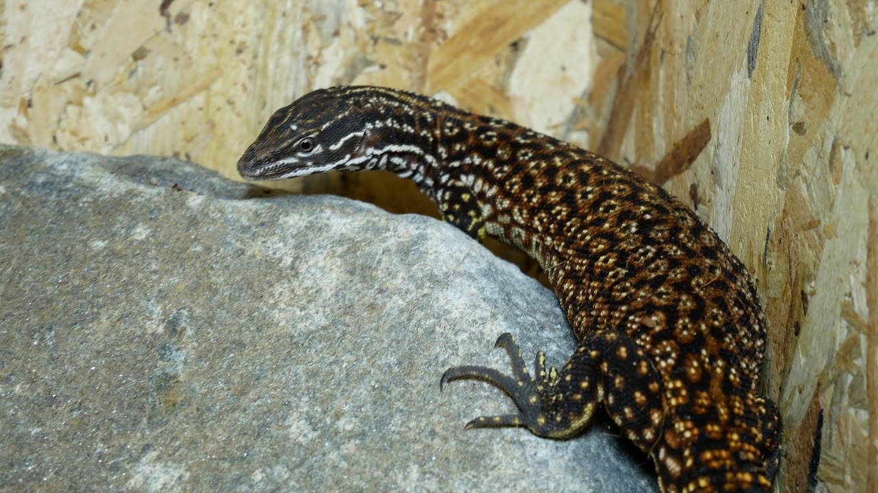 Red Ackies in 4K - Varanus Acanthurus Acanthurus en 4K - YouTube