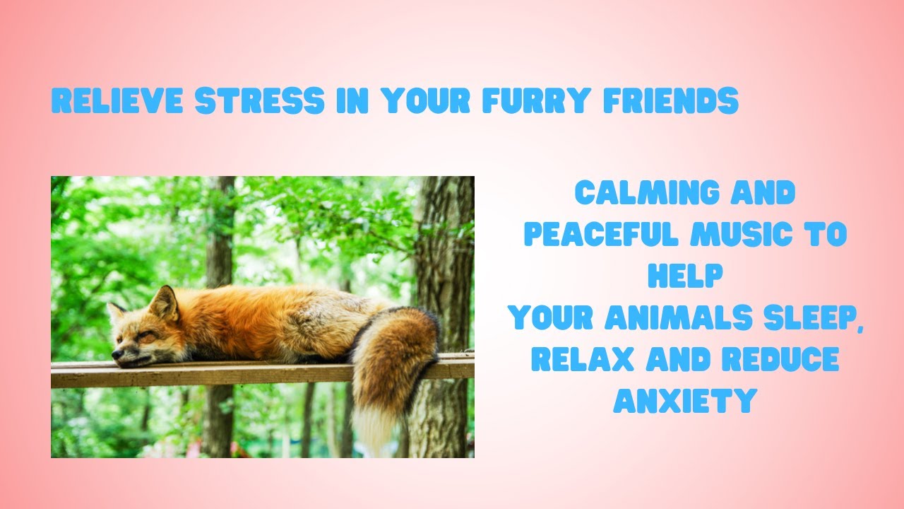 Relax And Calm Your Furry Friends! Serene Music To Ease Stress And ...