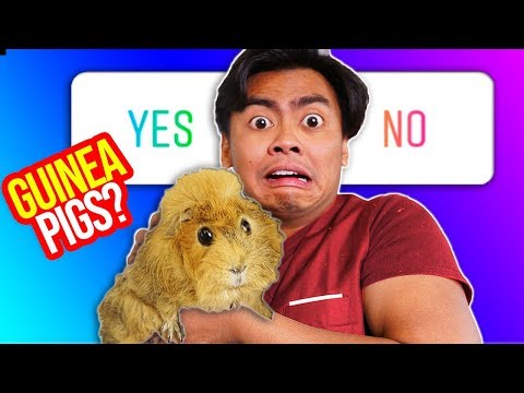 Guinea Pigs Control My Life For a Day
