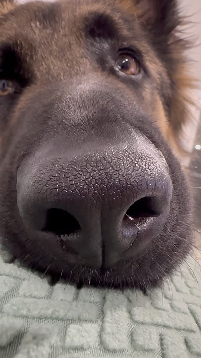you kinda smell🐾#germanshepherd #adorabledog #hercules #erenyeager #dogshorts #memes #funny ...