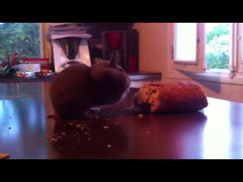 Hector le hamster - YouTube