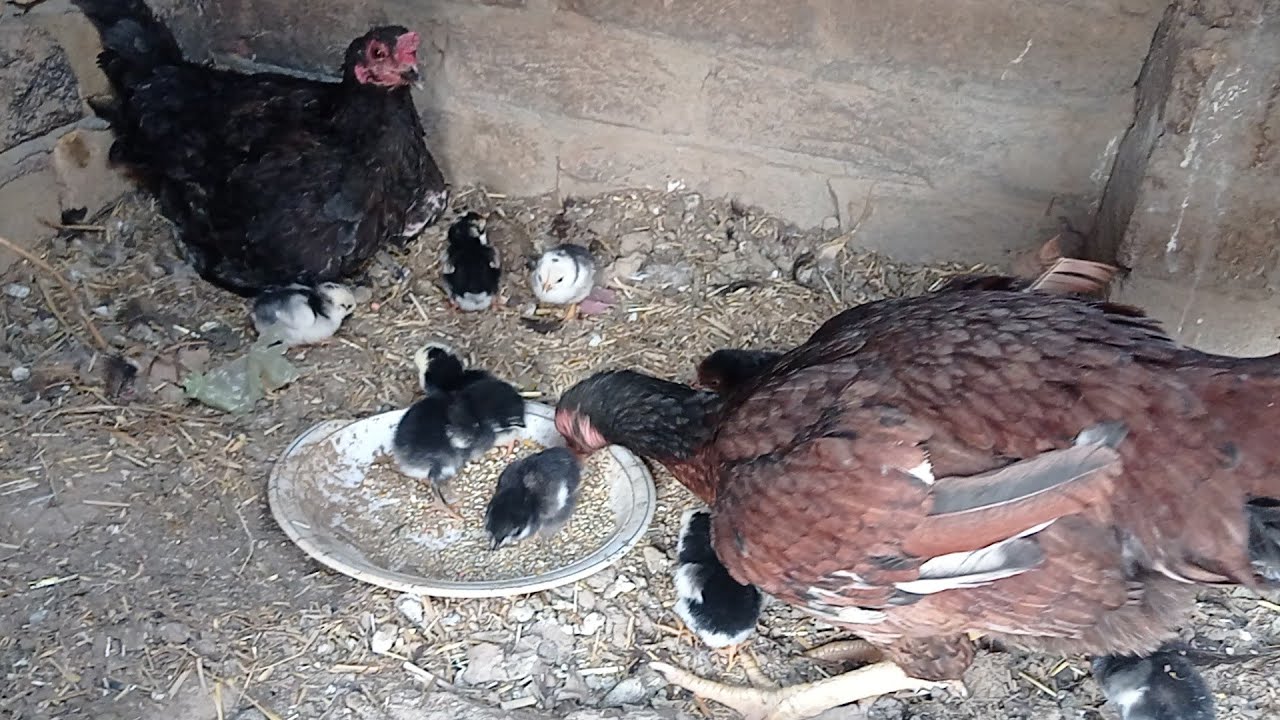 Aseel Murgi Aseel chicks || Aseel chicks || Shayan Mini Zoo - YouTube