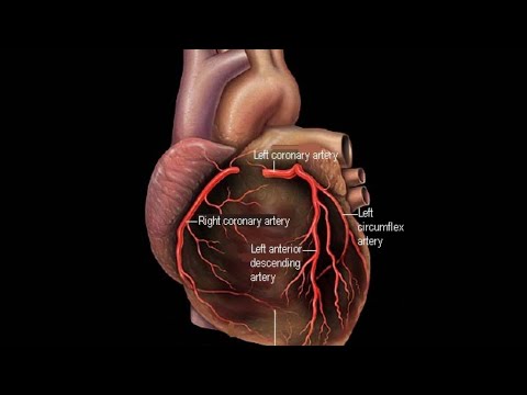 Arterial supply of the Heart by Dr. Rohini