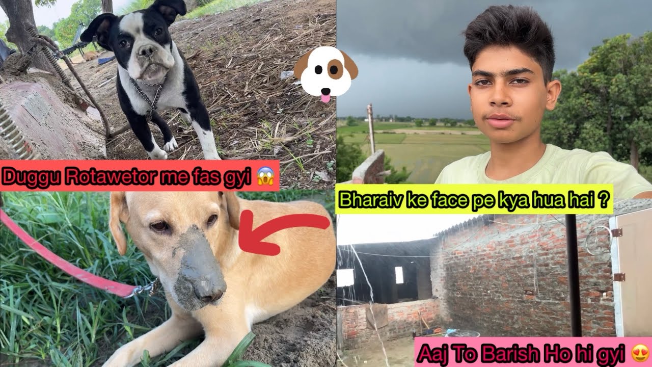 Duggu ke face pe kya hua 😱 @RitikDogKennel177 - YouTube