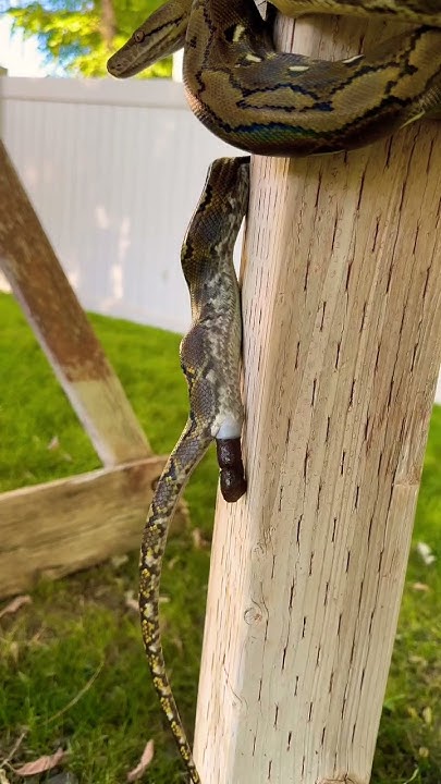 💩 SNAKE POOPING #shorts #pets #wildlife #python #outdoors #snake # ...