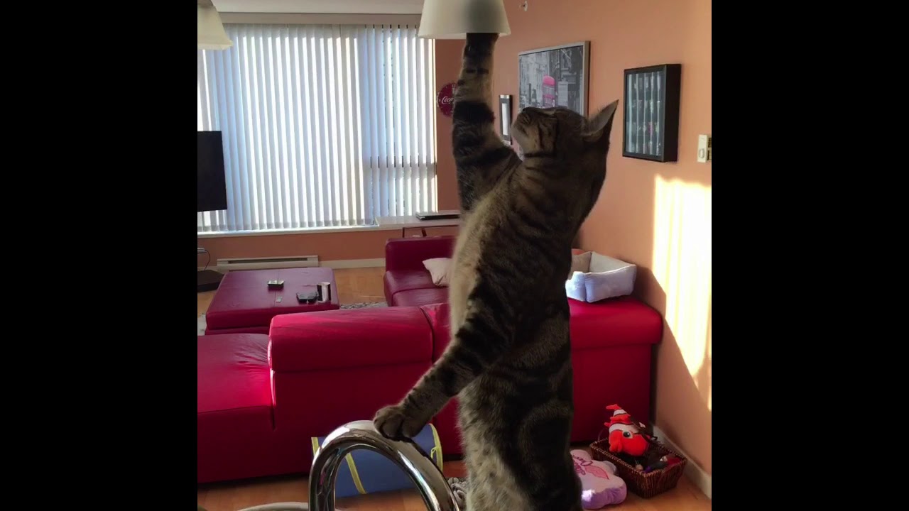 Amazing Cat Screws In Light Bulb (Must See)! - YouTube