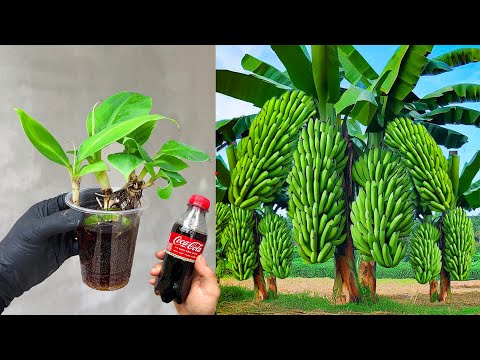 How to grow bananas from fruit that grow extremely fast thanks to Coca-Cola