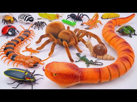 🦎toy asmr🦎 ZURU Robo Alive Insect Compilation ASMR | RC Anaconda, Spider, Centipede (No Talking)