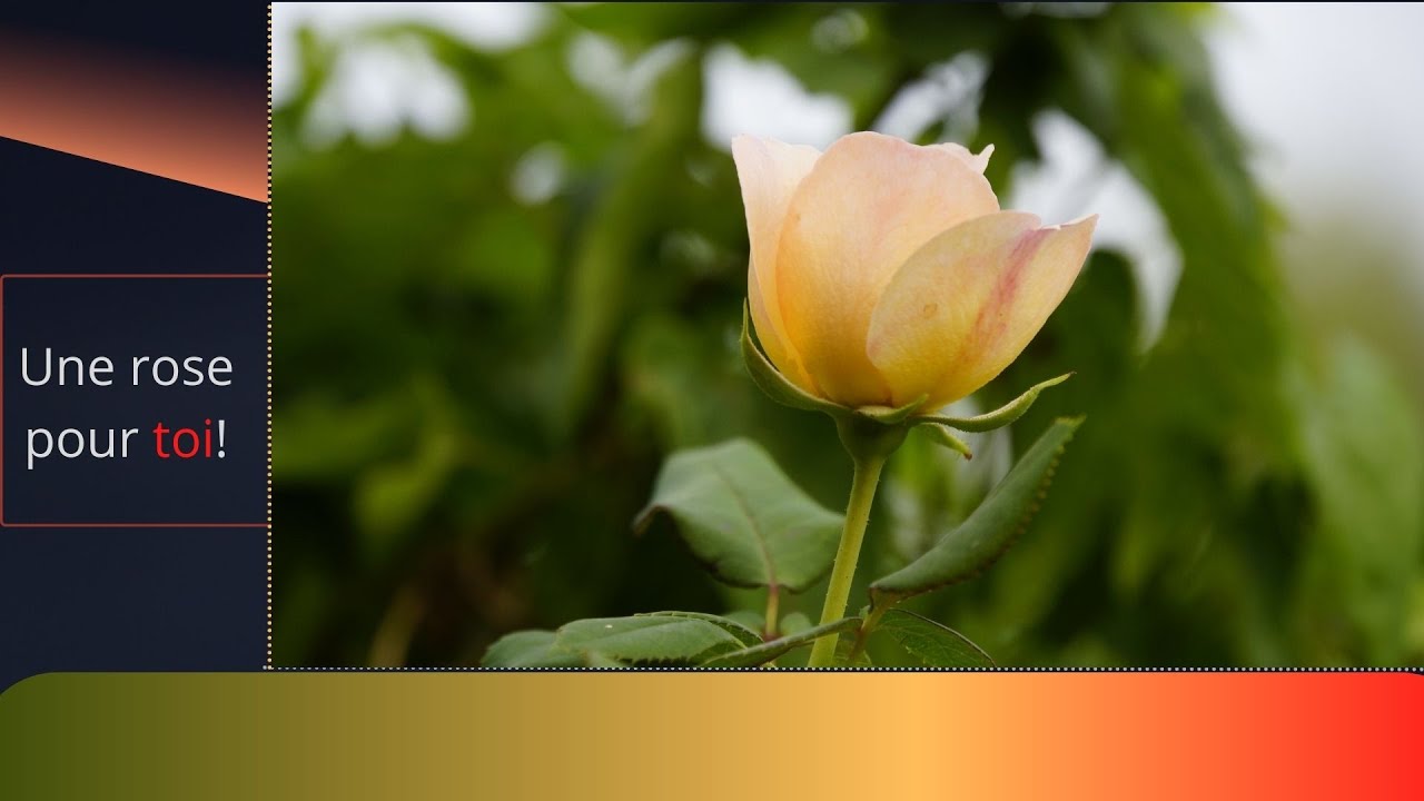 Une rose pour toi! - YouTube