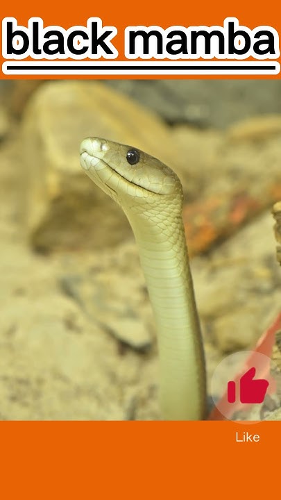 black mamba facts🐍🐍🐍.😯😯 interested|| #shorts #snake - YouTube