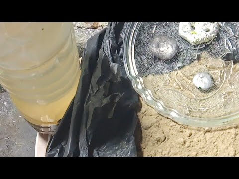 Endapkan Emas Dgn Cairan Reborn Perak Nitrat & Lebur 🔥 Precipitate Gold ...