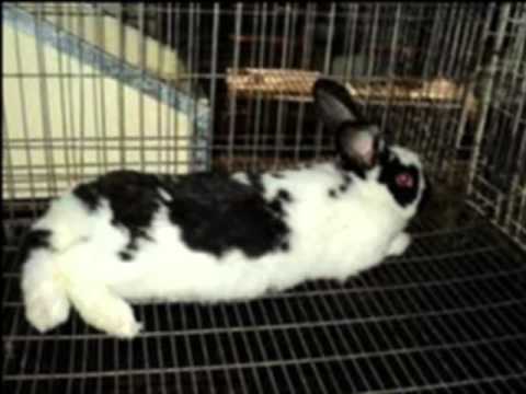 Especies carismáticas de baja california: Conejo