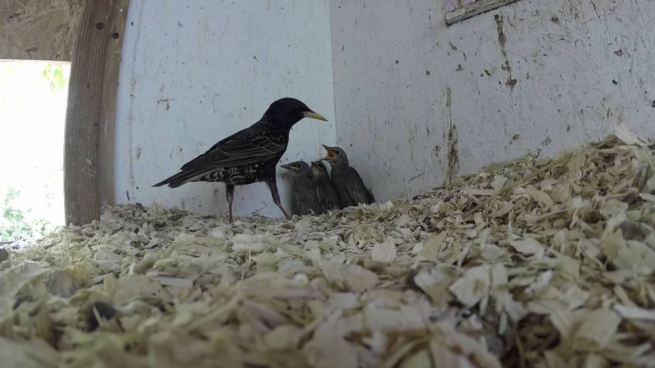 Baby Starlings in our Chicken Coop - YouTube