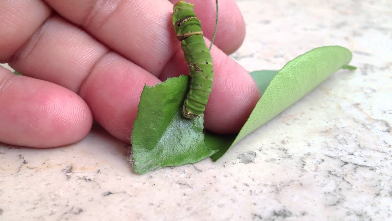 Caterpillar moving - YouTube