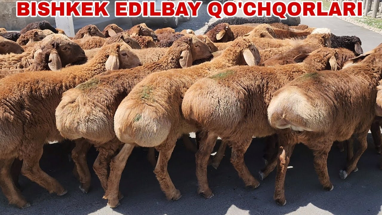 NOVVOT BISHKEK EDILBAY QO'ZI QO'CHQORLARI. - YouTube