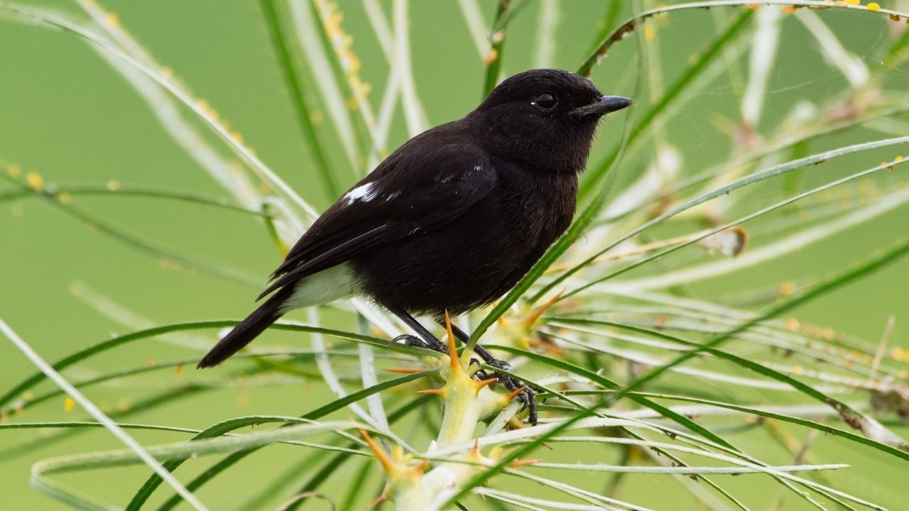 WILDLIFE PHOTOGRAPHY Tutorials - How to Click Razor Sharp Images of ...