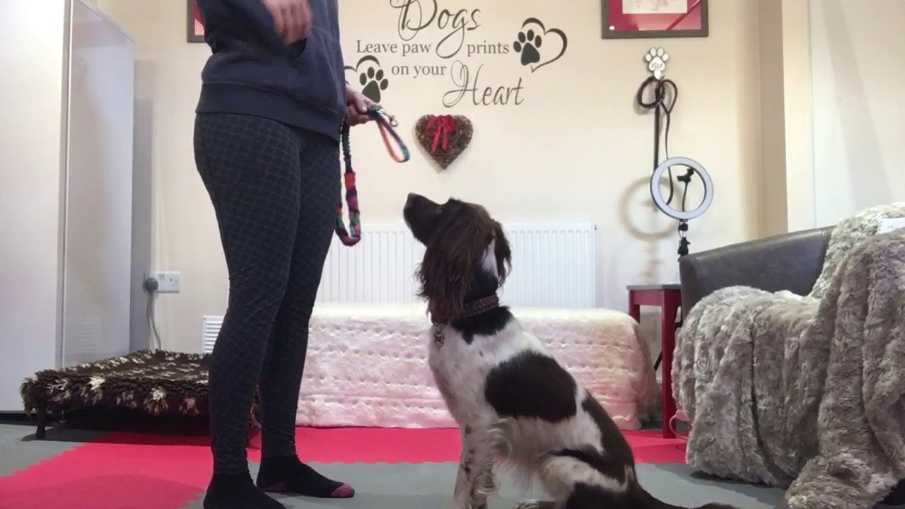 Fitting and removing a collar and lead - YouTube