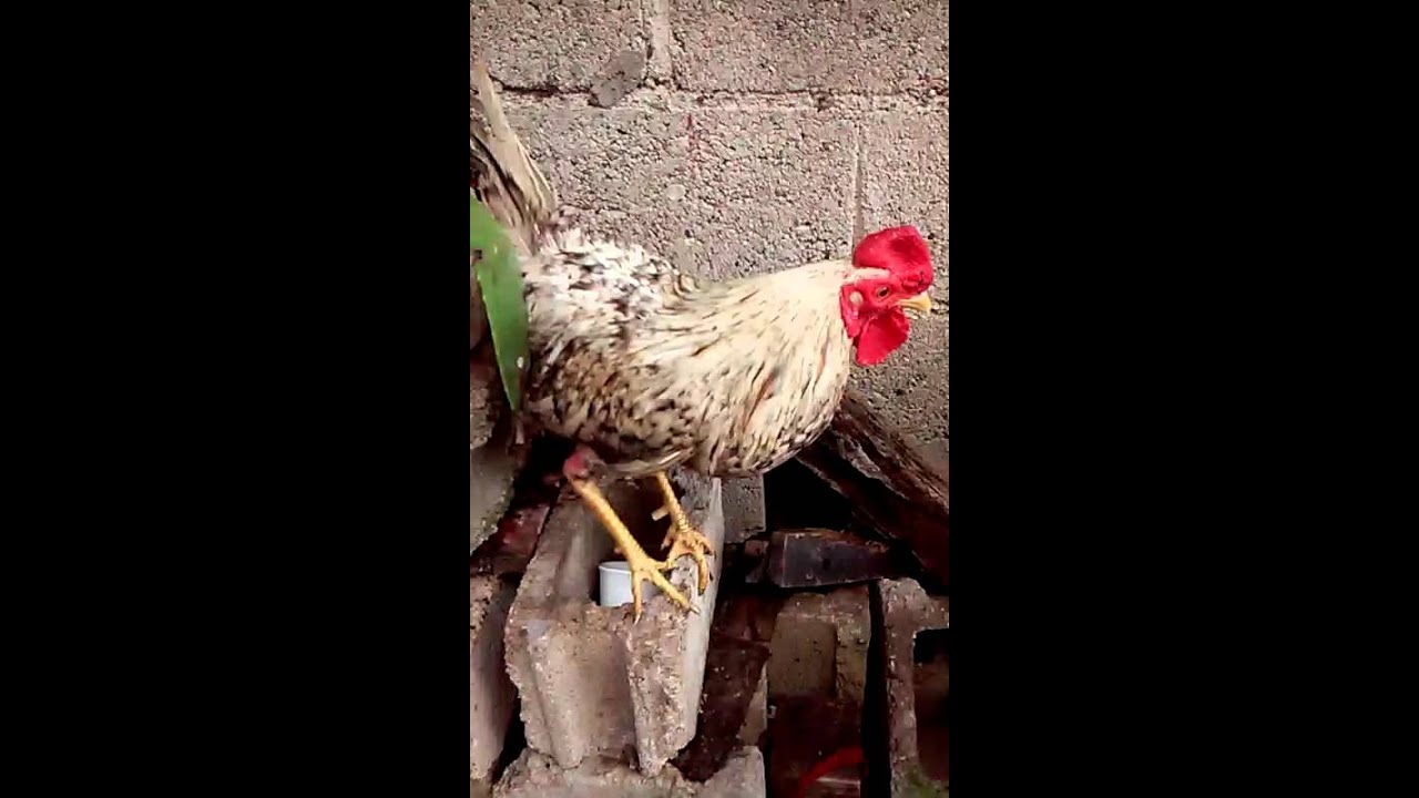 Sangriento el gallo es asesino tiene 3 peleas - YouTube