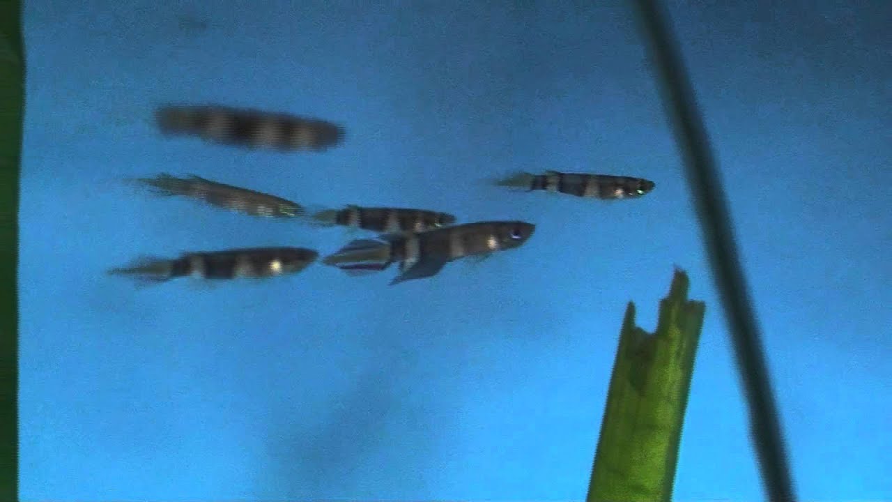 Clown Killifish/Rocket Panchax - YouTube