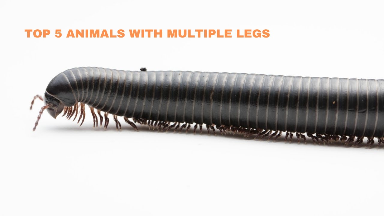 Top 5 animals with multiple legs - YouTube
