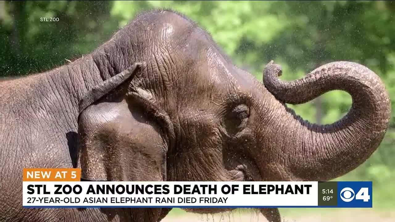 STL Zoo announces death of elephant - YouTube