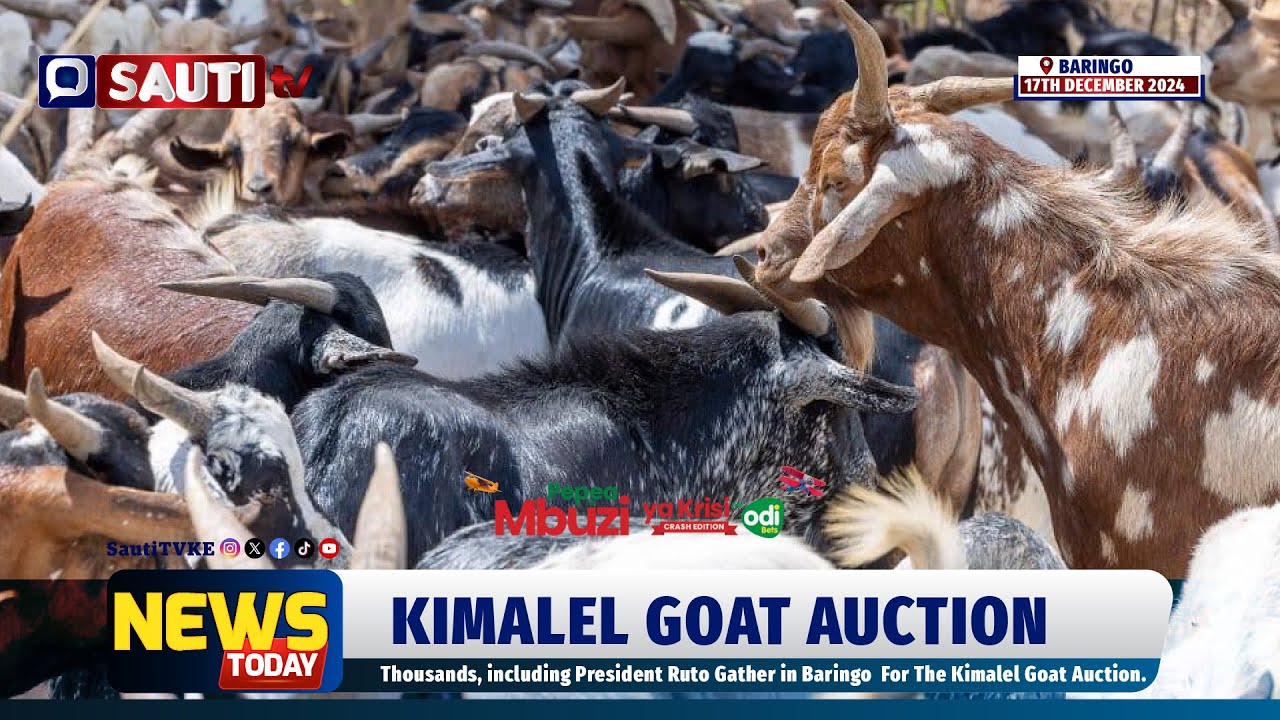 LIVE: President William Ruto Presides Over Annual Kimalel Goat Auction ...