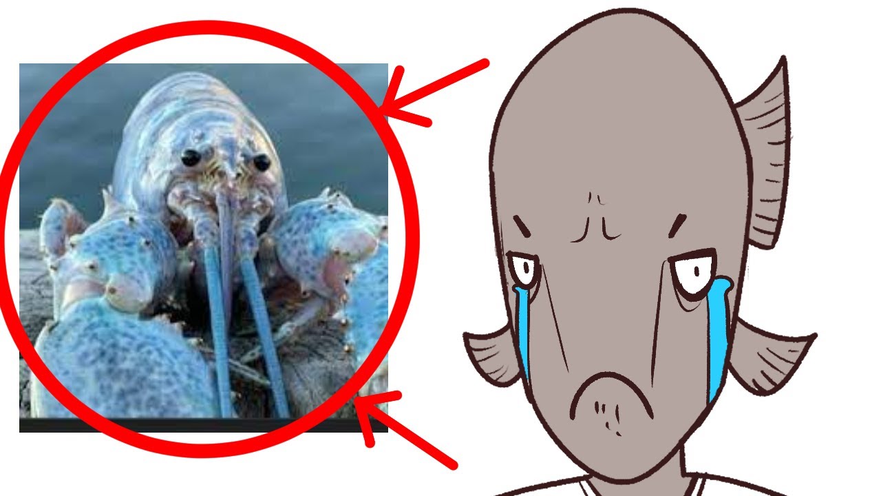killer fish from san diego meets the BLUE LOBSTER | animated shitpost ...