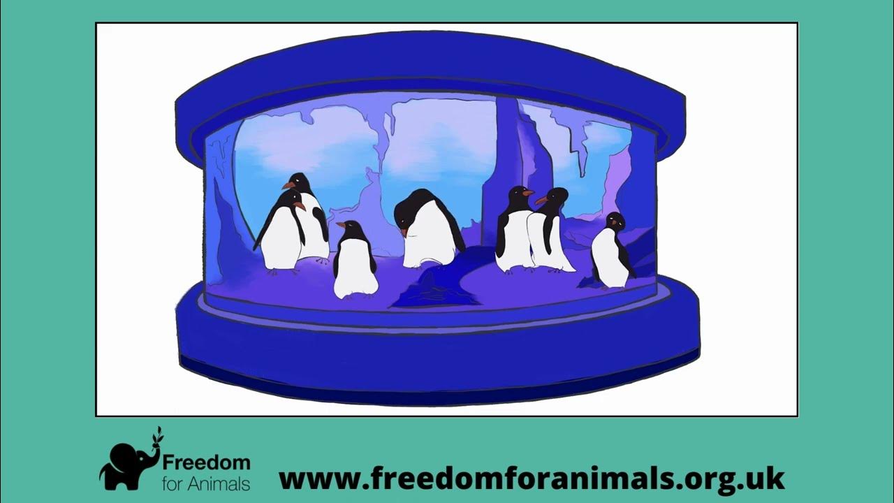 Polly the Penguin - YouTube