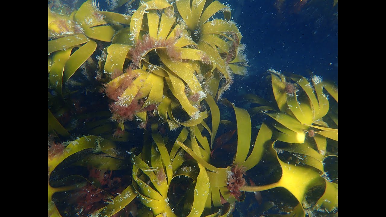 Snorkelling in Scotland - Marine Life - Berwickshire 2022 - Snorkelling ...