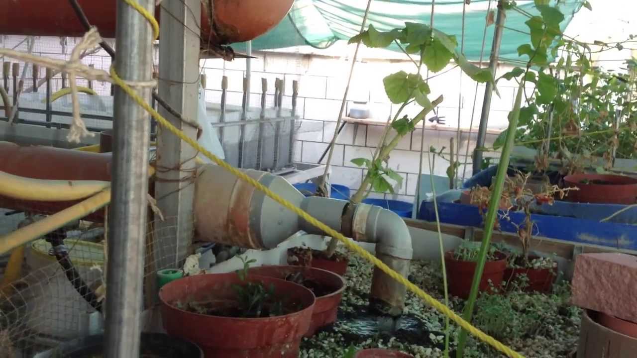 kuwait : Rooftop Farm Aquaponics - YouTube