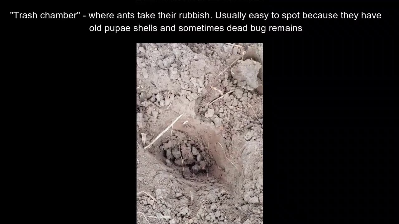 Queen Bella Dig - Myrmecia Brevinoda - 30 Dec 20 (Part 3/3) - YouTube