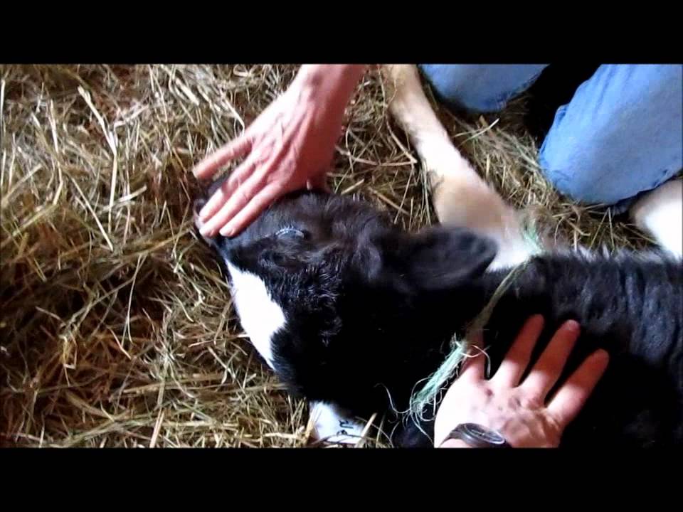 How to Dehorn a Calf using Cauterization - YouTube
