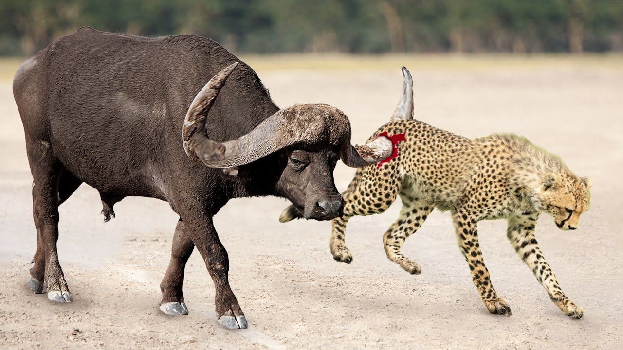 Questo Leopardo Era Condannato. Predatori Che Evidentemente Avevano ...