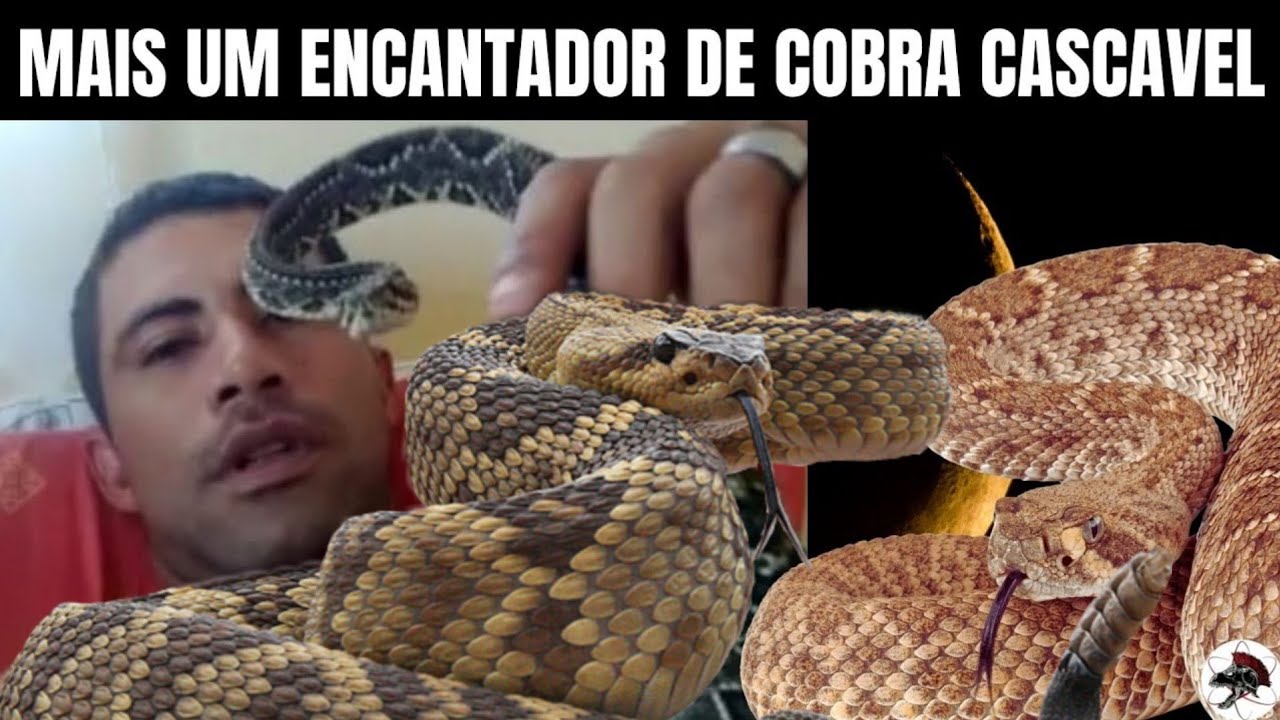 Encantador de Cobra Cascavel, mais um... | Biólogo Henrique o Biólogo ...