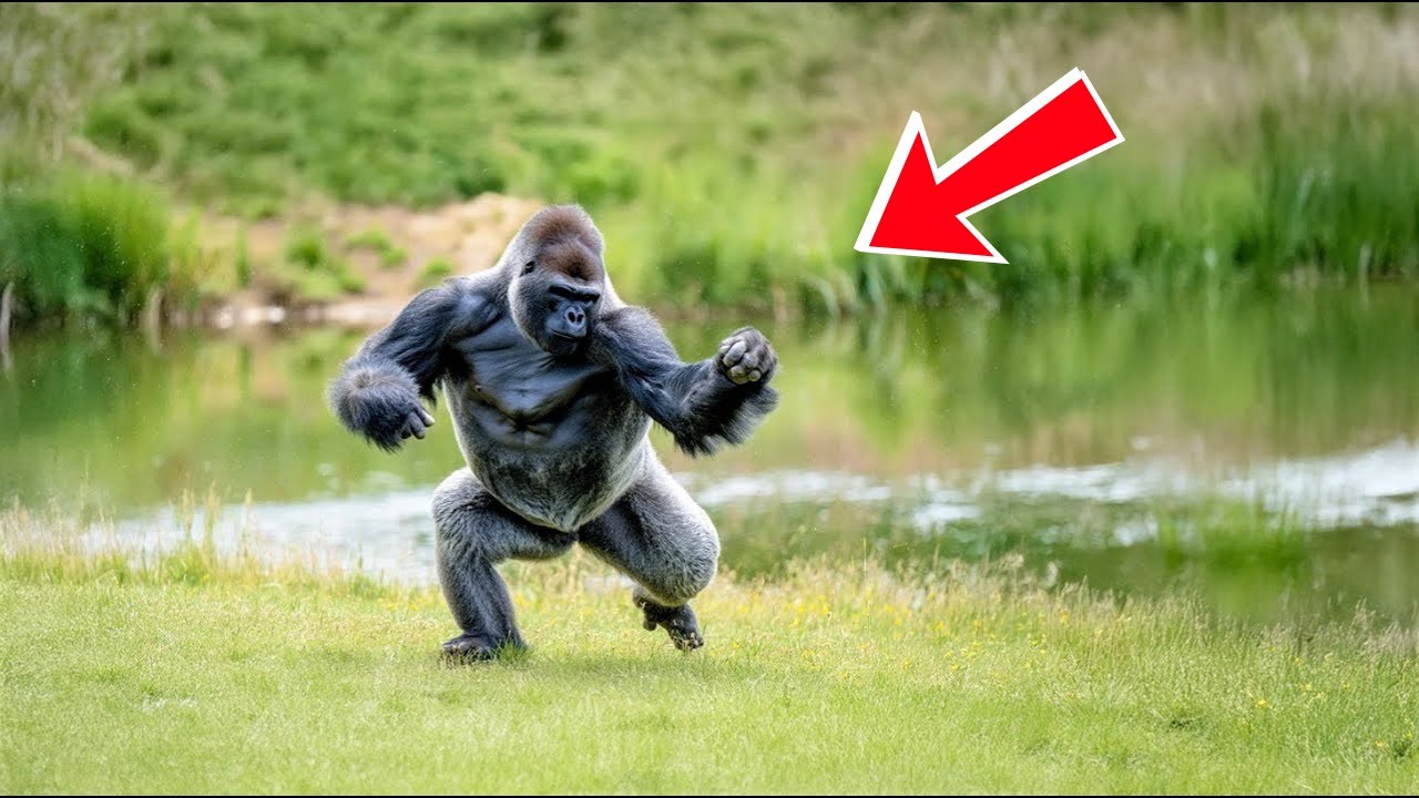 Zookeepers Catch Gorilla Dancing When No One Is Around - YouTube
