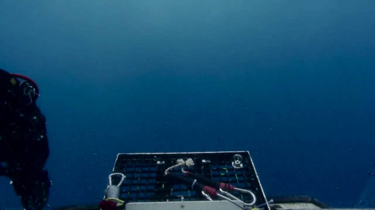 Sea Lion Surprises ROV Hercules During Dive | Nautilus Live - YouTube