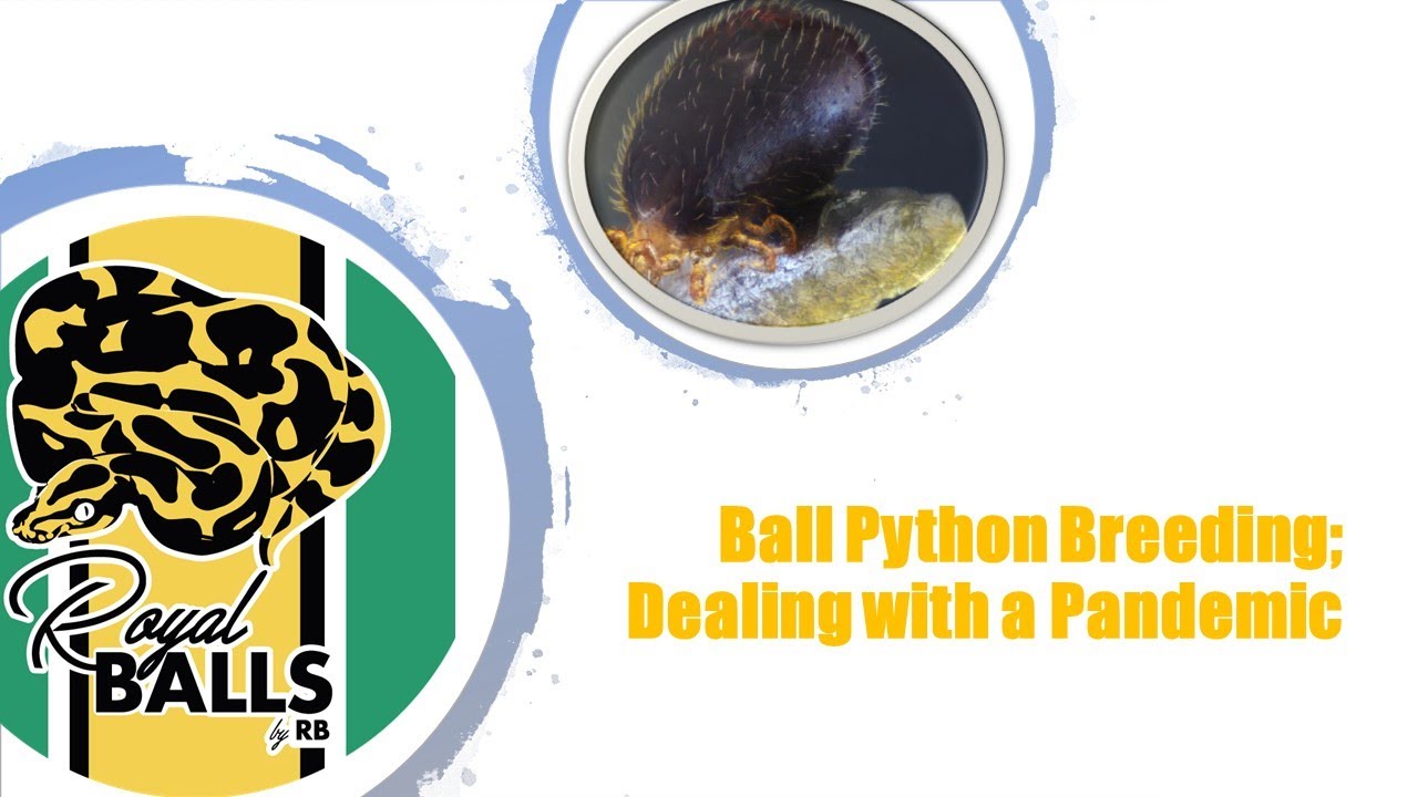 Breeding Ball Pythons; Pandemic! How to deal with mites. - YouTube