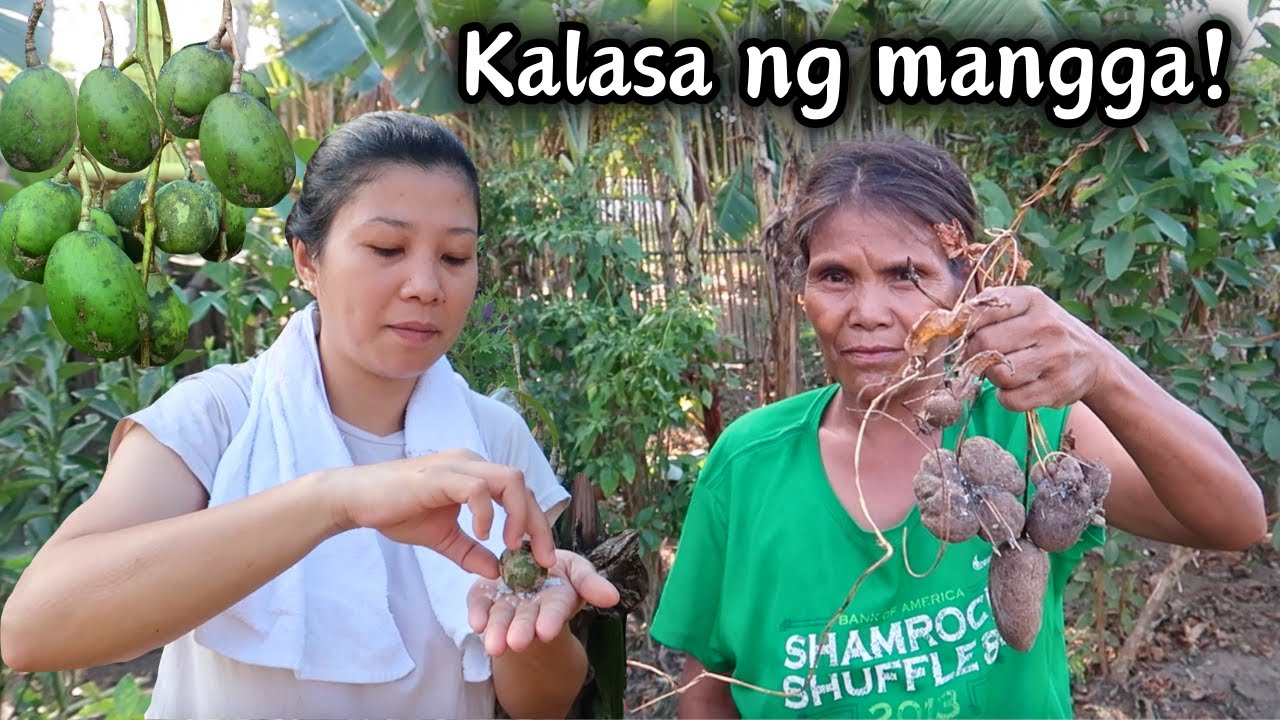 Bagong Bakod sa Farm! Tikman natin ang Manguelas o June Plum kahit ...
