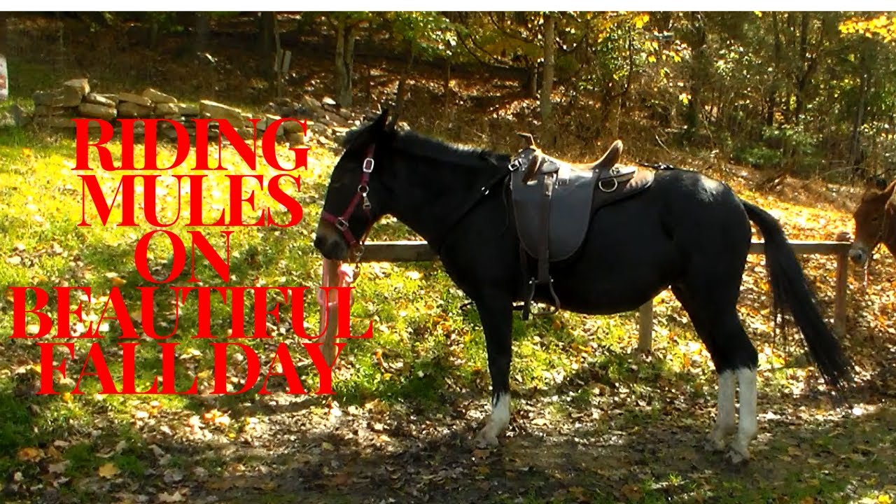 Mule riding on a beautiful fall day! - YouTube