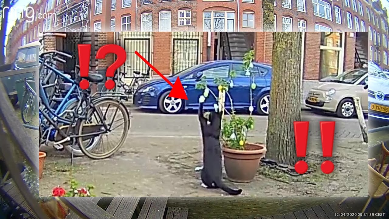 CAT Attack Easter EGGS_Caught on Camera_PUKO'S PORCH - YouTube