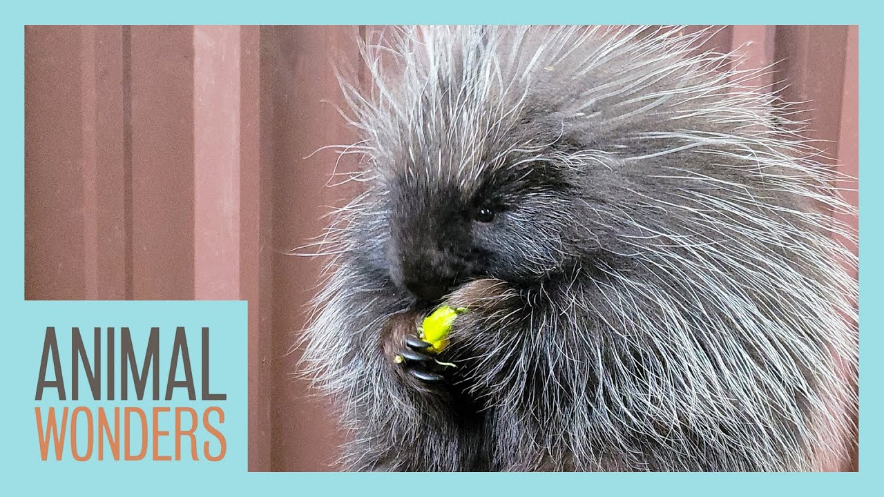 Meet and Greet: Wonder the Porcupine! - YouTube
