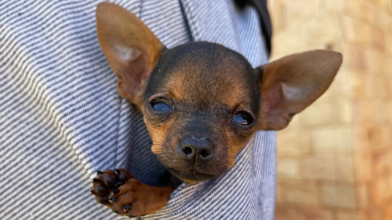 PILILIU FICA IGUAL UM CÃO GURU | PINSCHER ZERO DE BOLSO | PINSCHER ...