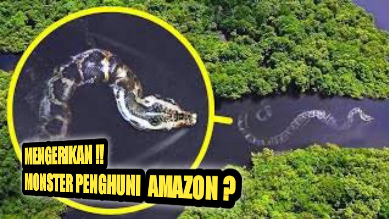 5 Makhluk Mengerikan Sungai Amazon ! Inilah Monster Amazon Yang ...