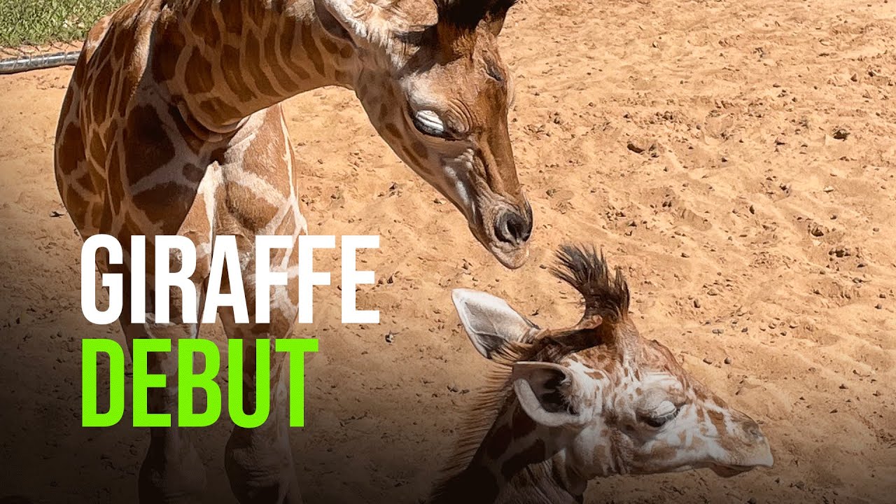 Perth Zoo’s Two Giraffe Calves Step Out - YouTube
