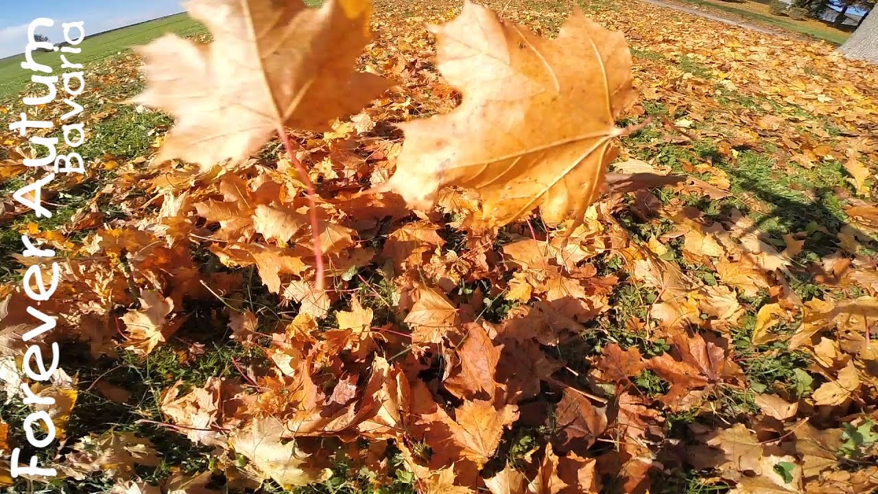 forever autumn - YouTube