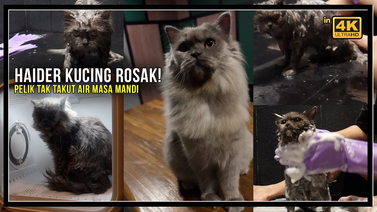 HAIDER si Kucing Rosak! mandi dia diam je weh! tak takut langsung! 🤣 ...