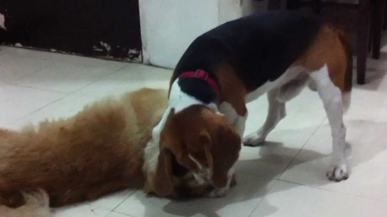 Beagle talking to Chow Chow - YouTube